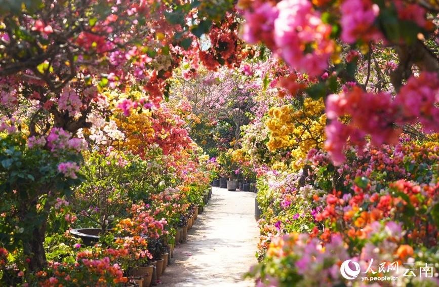 Romantic spring adorned with blooming bougainvillea in SW China’s ...